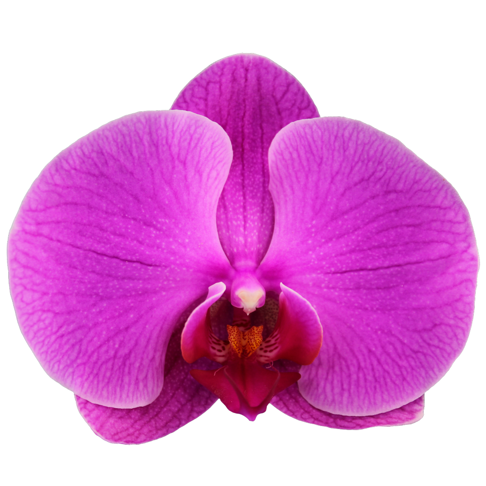 ILIKE® Supreme range - Levoplant