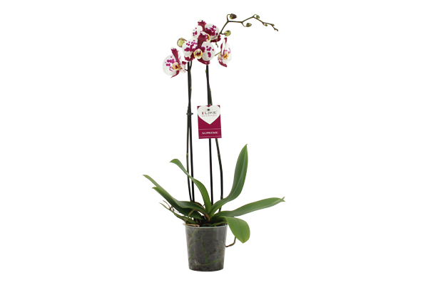 ILIKE® Supreme range - Levoplant