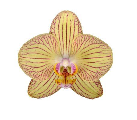 ILIKE® Supreme range - Levoplant