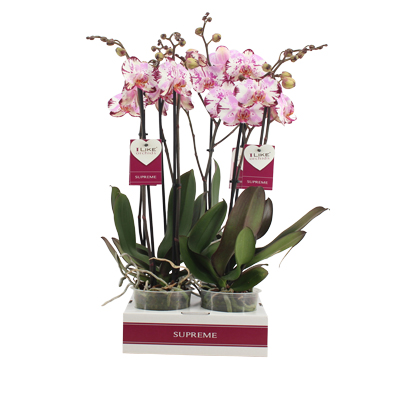 ILIKE® Supreme range - Levoplant