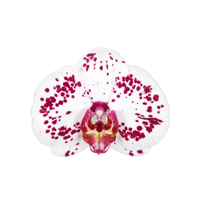 ILIKE® Supreme range - Levoplant