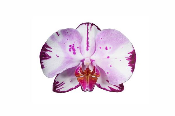 ILIKE® Supreme range - Levoplant