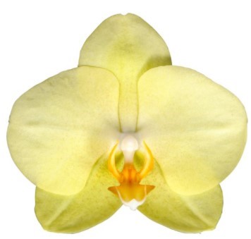 ILIKE® Supreme range - Levoplant