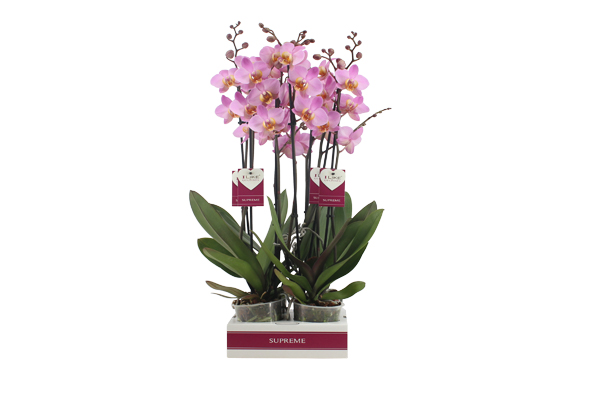 ILIKE® Supreme range - Levoplant