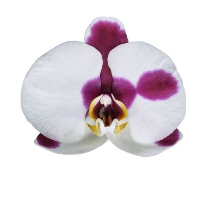 ILIKE® Supreme range - Levoplant