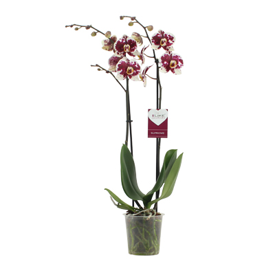 ILIKE® Supreme range - Levoplant