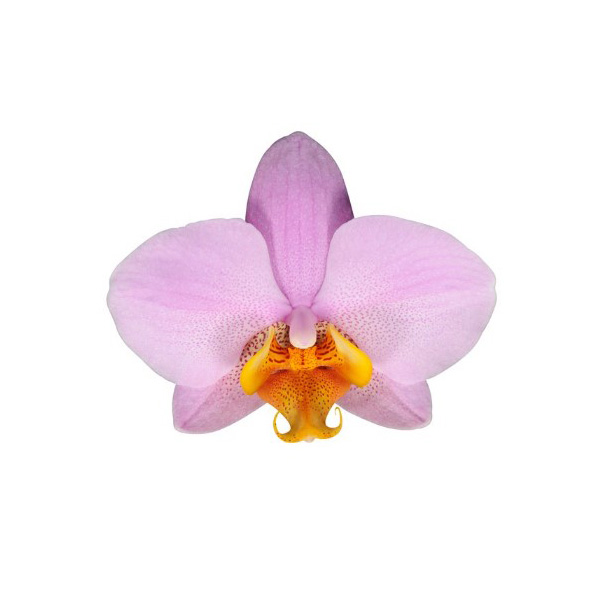 ILIKE® Supreme range - Levoplant