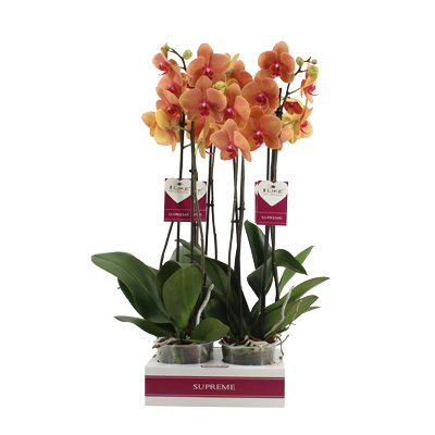 ILIKE® Supreme range - Levoplant