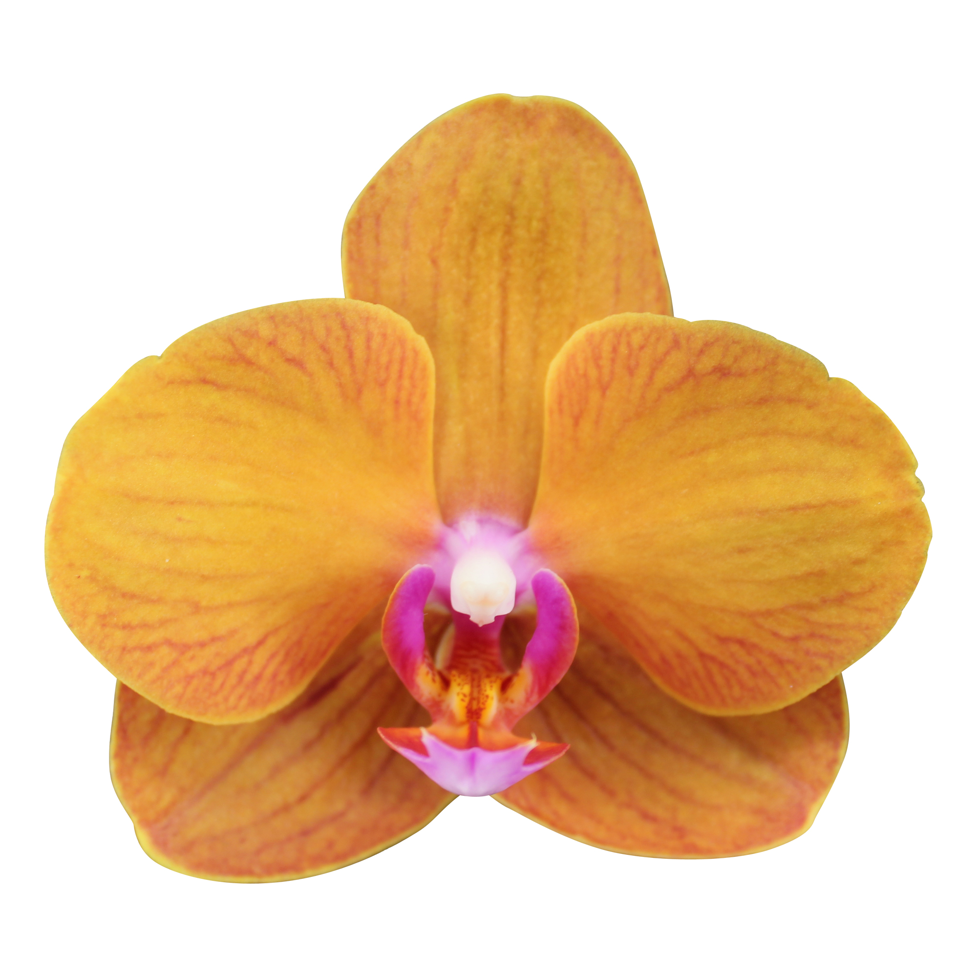 ILIKE® Supreme range - Levoplant